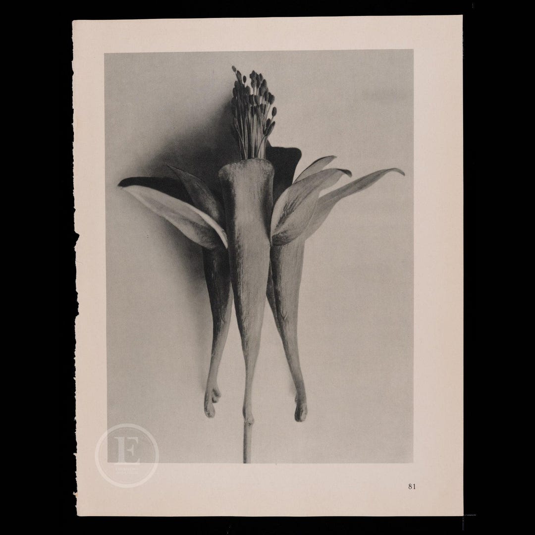 1935 Golden Columbine – Karl Blossfeldt Botanical Photogravure, Natural ...