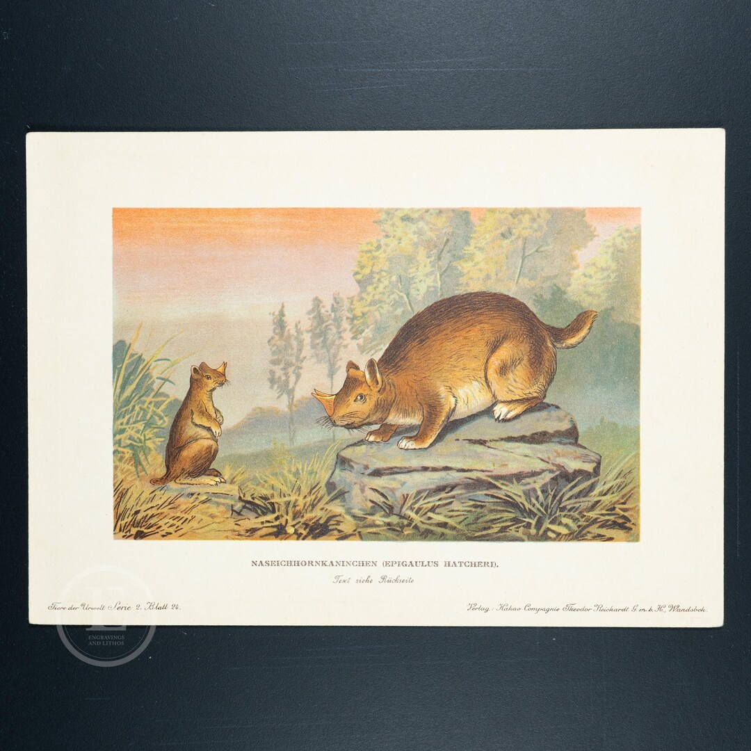 1902 HORNED GOPHER, Burrowing Rodent From the Miocene Epoch - Vintage ...