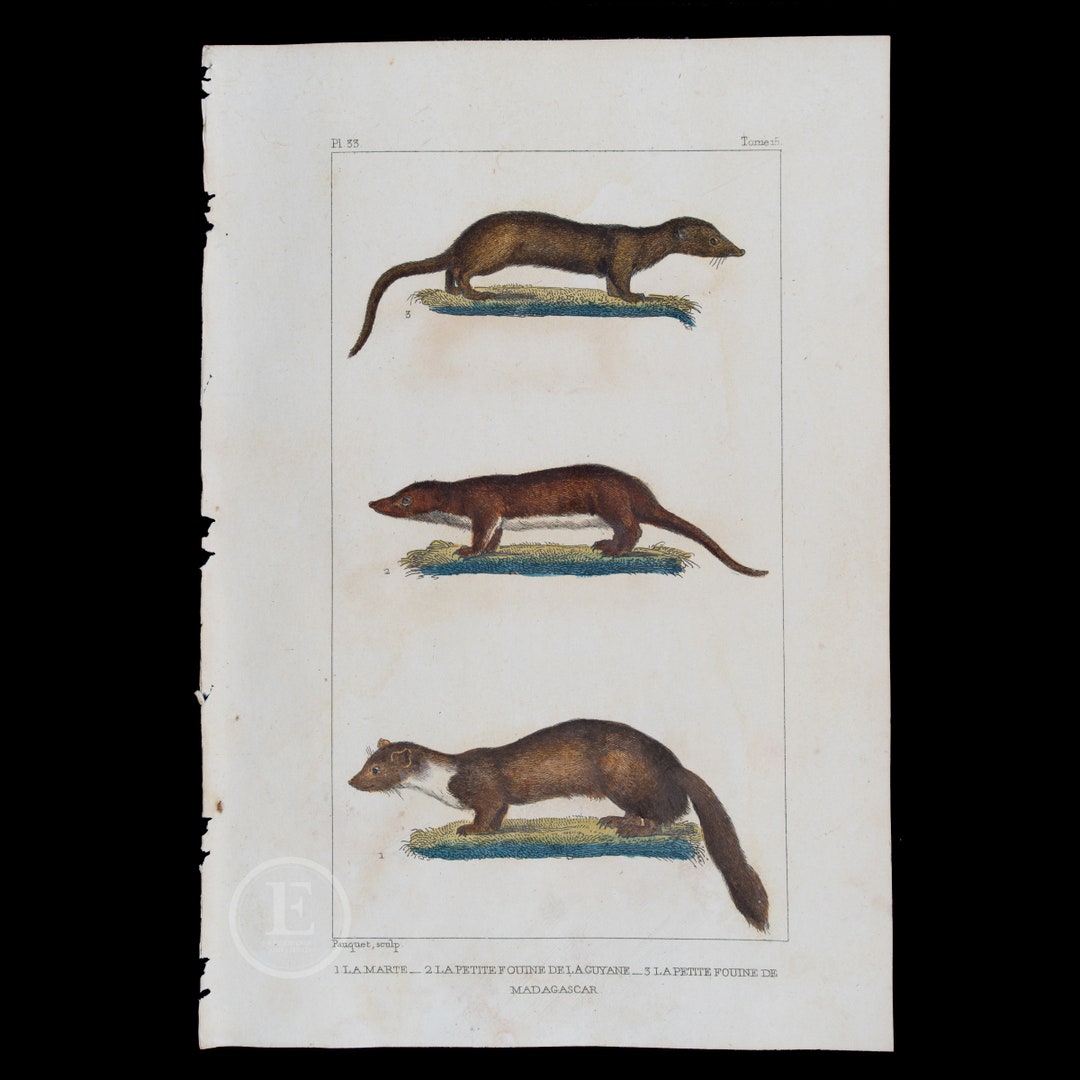 Marten, Small Guyana Weasel and Madagascar Weasel / Authentic Steel ...