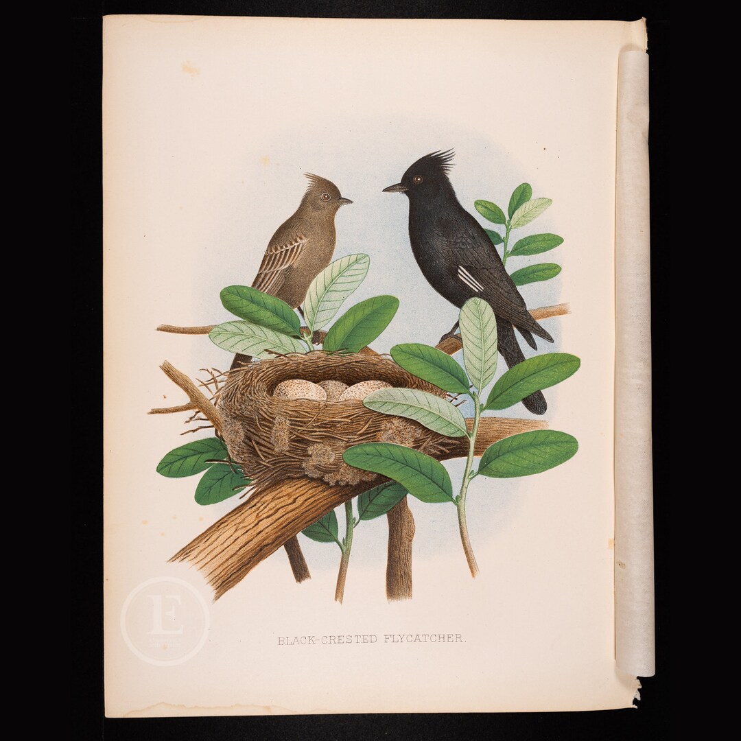 Black-crested Flycatcher - Beautifully Chromolithographed Print From ...