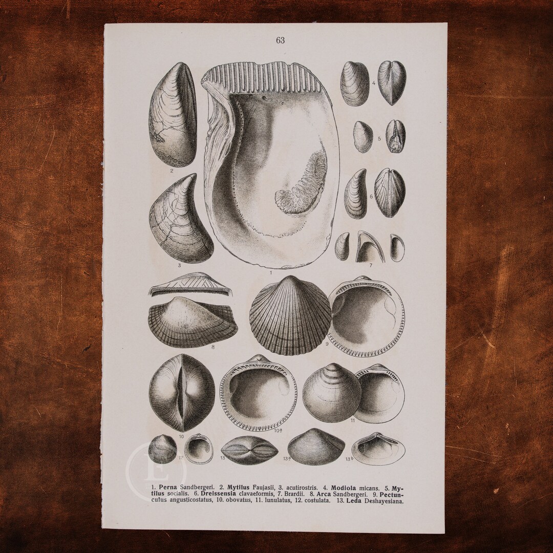 MOLLUSKS FOSSILS: Perna, Mussel, Modiola, Dreissensia, Brardi's Ark ...