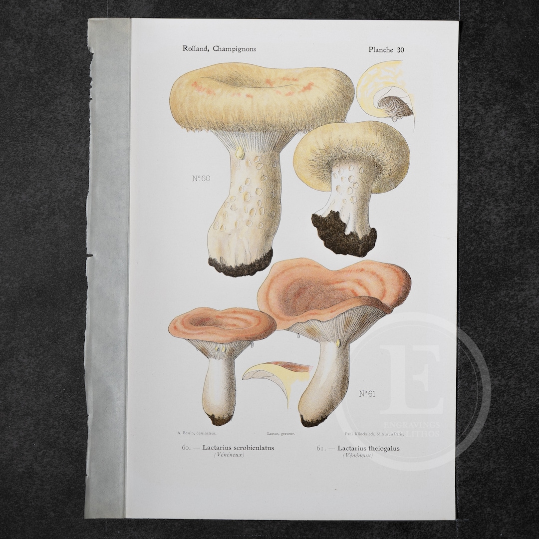 1910 Scrobiculate Milkcap, Sulphur-milk Lactarius - Original Vintage ...