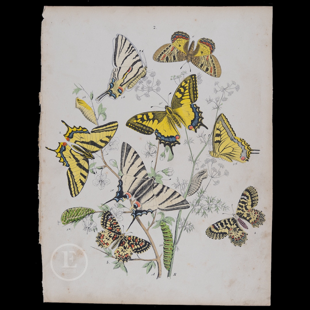 Swallowtail Butterfly - Very Rare Plate From 1882 of European ...