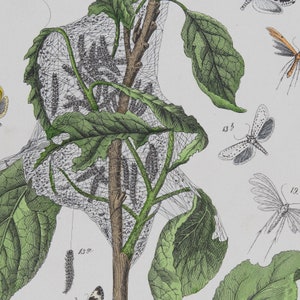 Bell, Clothes and Plume Moths - Very Rare Plate From 1882 of European ...