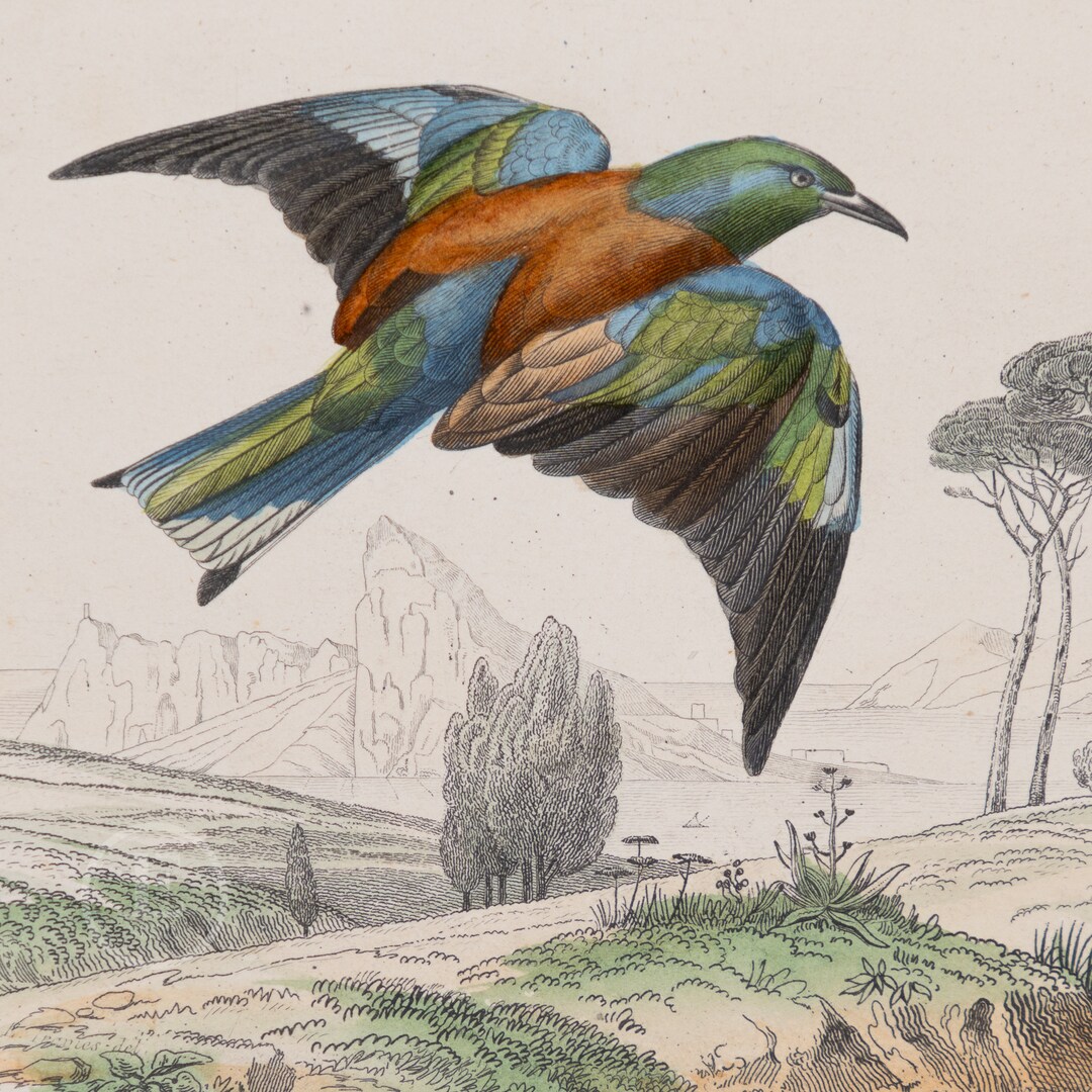 European Roller Bird / Original Hand-colored From "ouvres Complete De ...