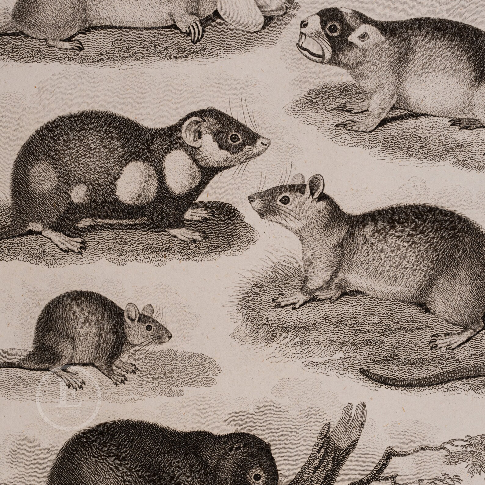 RODENTS: Beaver, Musk-rat, Mouse, Hamster, Mole-rat, Gopher, Norway-rat ...