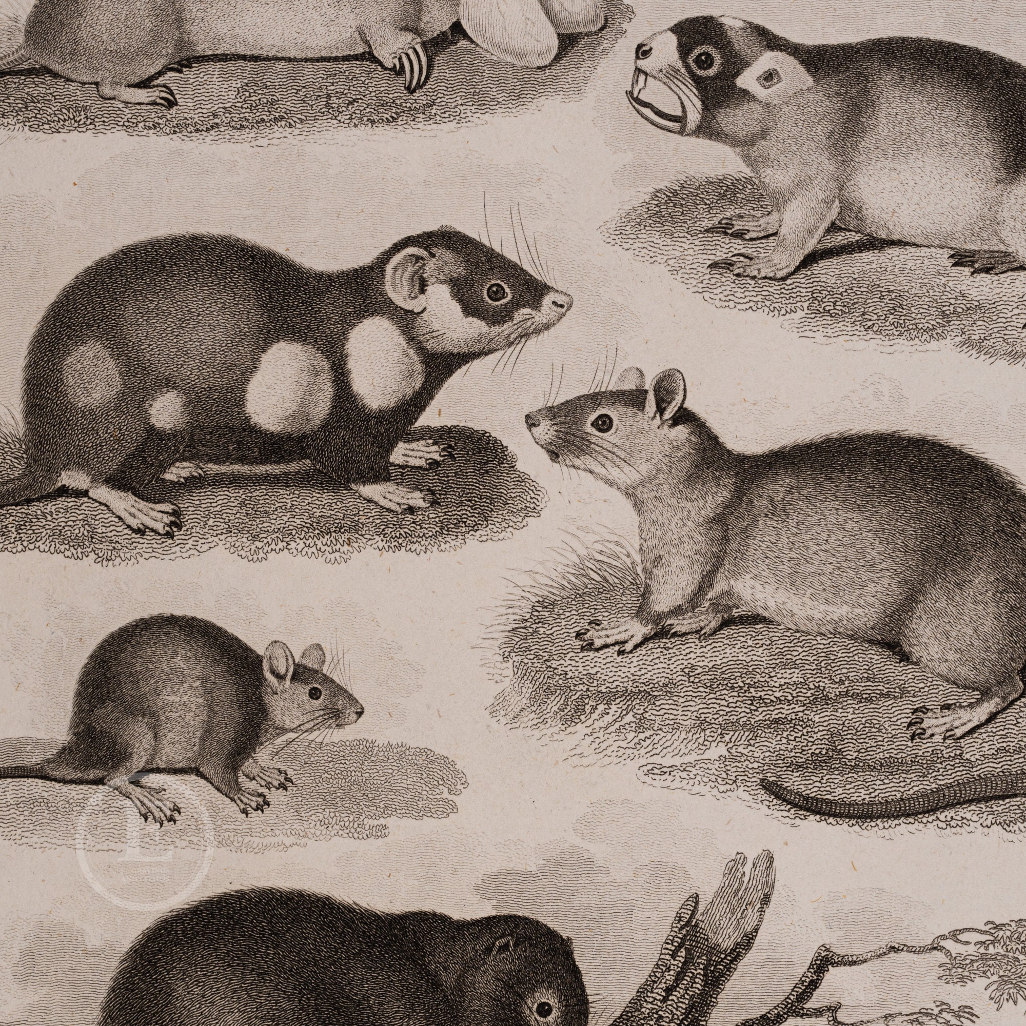 RODENTS: Beaver, Musk-rat, Mouse, Hamster, Mole-rat, Gopher, Norway-rat ...