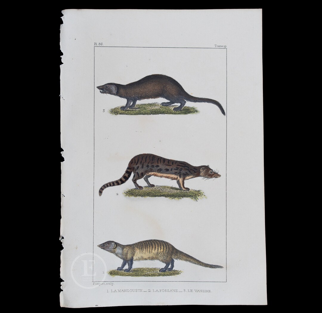 1829 Marsh Mongoose, Fossa and Mongoose – Hand-colored Steel Engraving ...