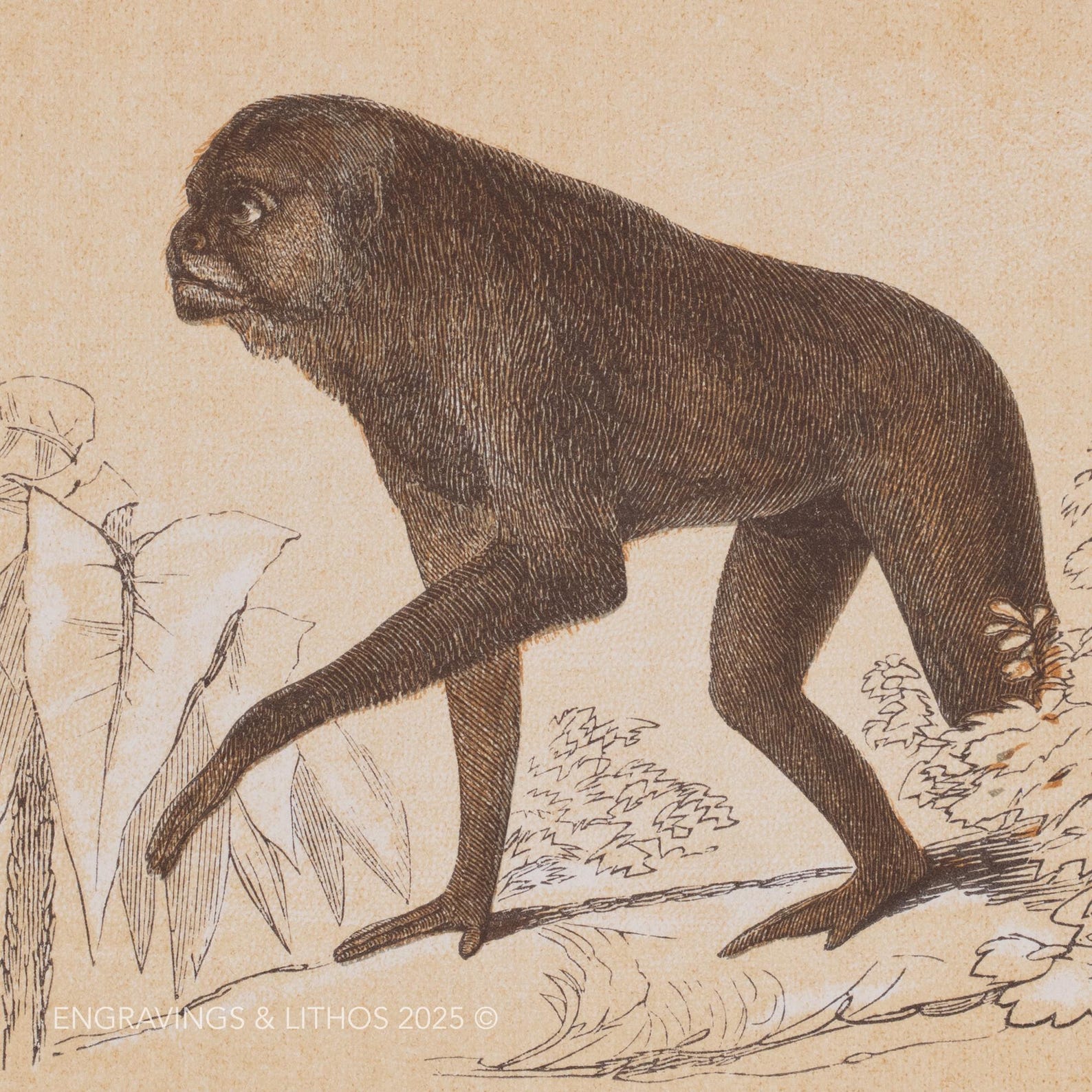 1851 the LONG-ARMED APE – Antique Lithograph – Original the Natural ...