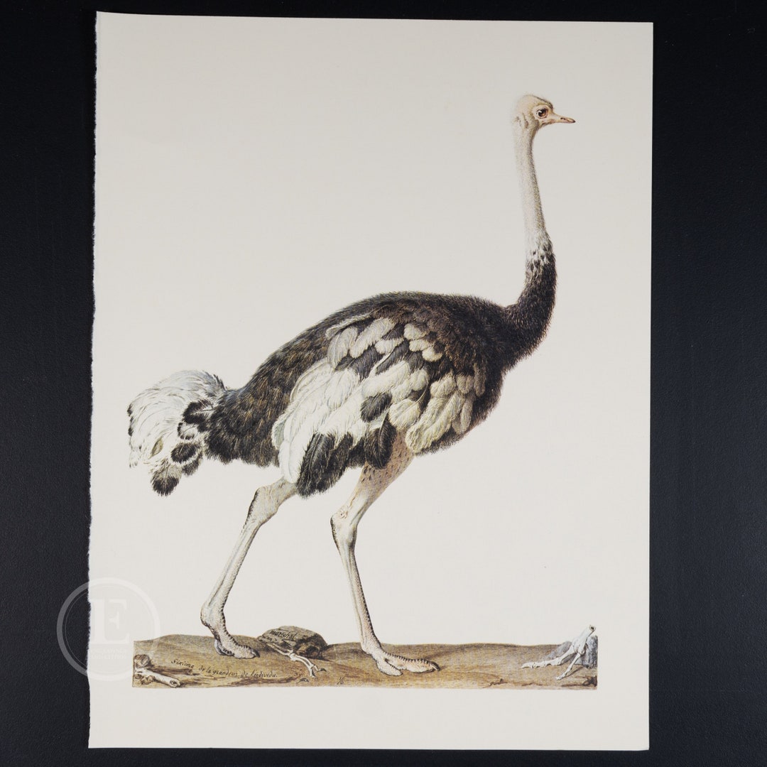 1970 OSTRICH - Vintage Lithograph Ornithology Print of Larousse Animals ...
