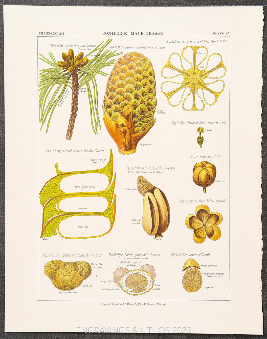 VERY RARE! - Conifers - Original Print Out of the Botanical Atlas by D ...