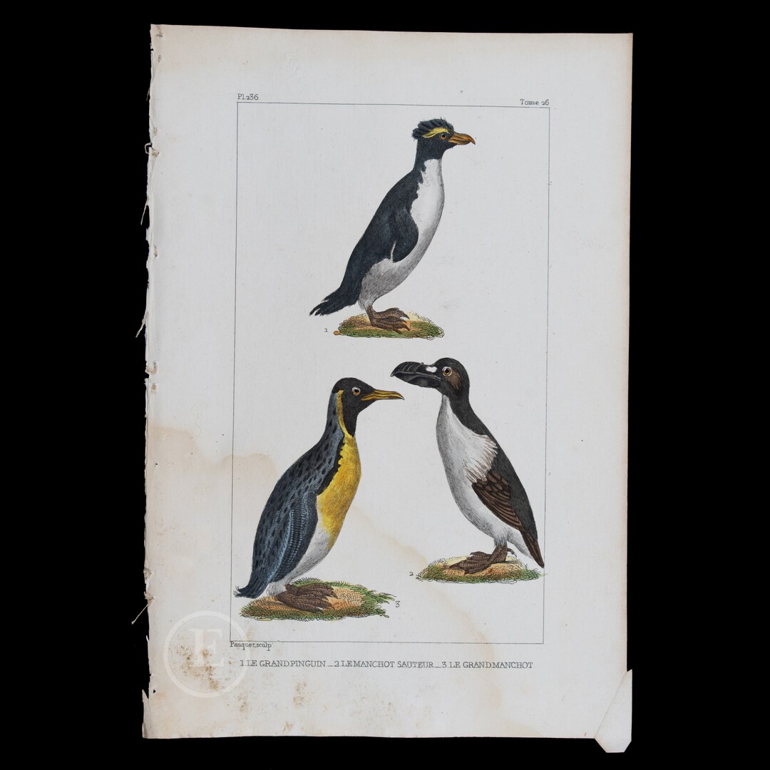 1829 - PENGUINS; Great, Manchot and Jumping / Authentic Steel Engraving ...