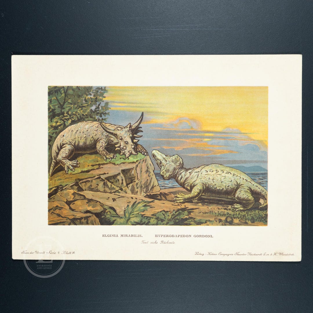 1902 HYPERODAPEDON GORDONI, Reptile From the Late Triassic - Vintage ...