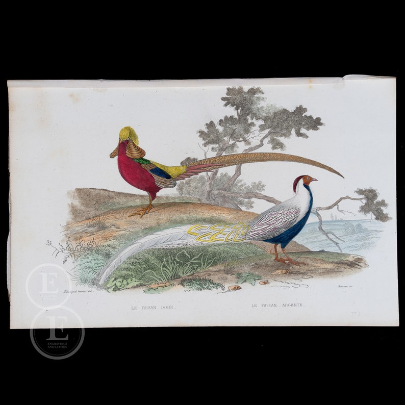 1845 PHEASANTS: GOLDEN and SILVER - Authentic Steel Engraving and Hand ...