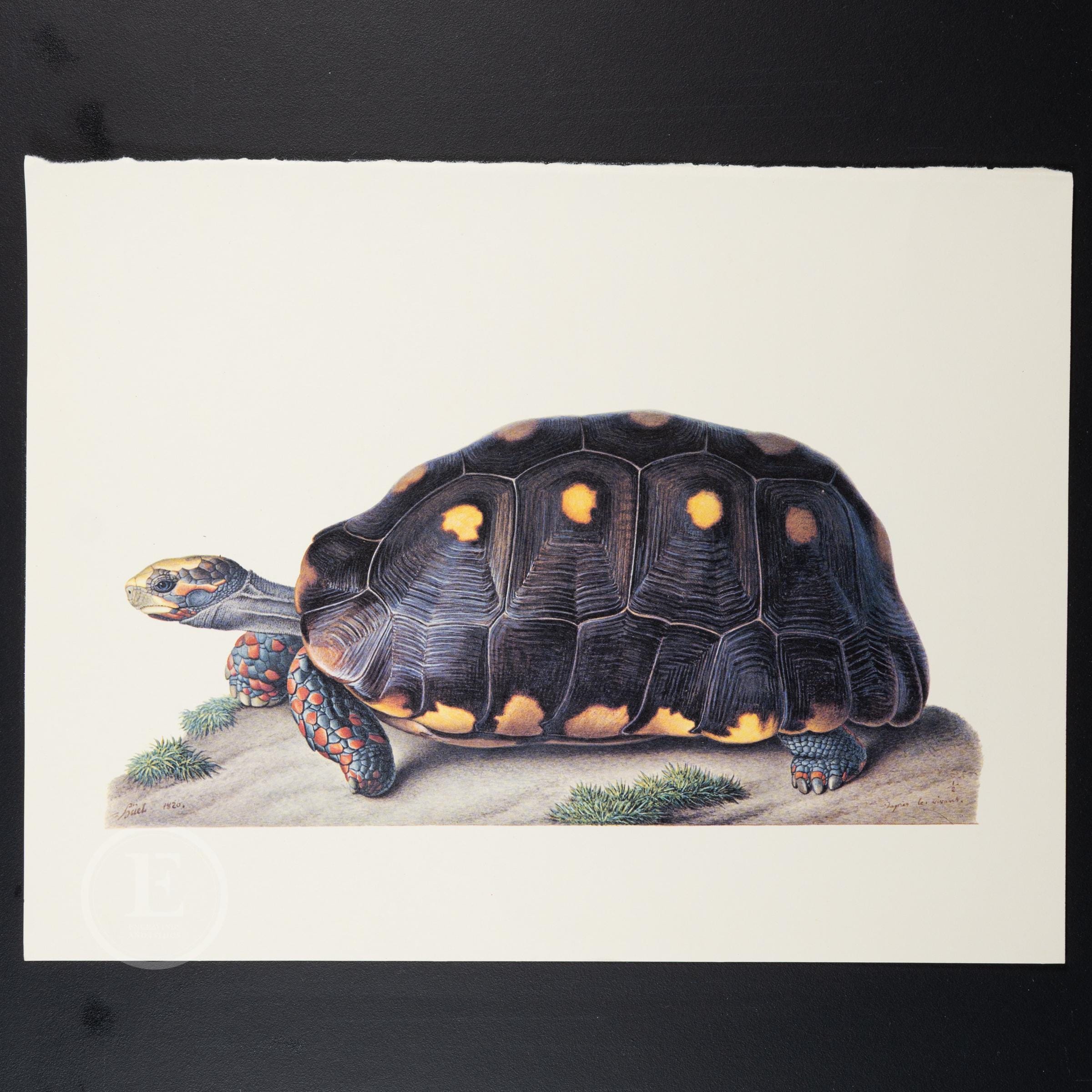 1970 COAL TORTOISE - Vintage Lithograph Print of Larousse Animals - Buy ...