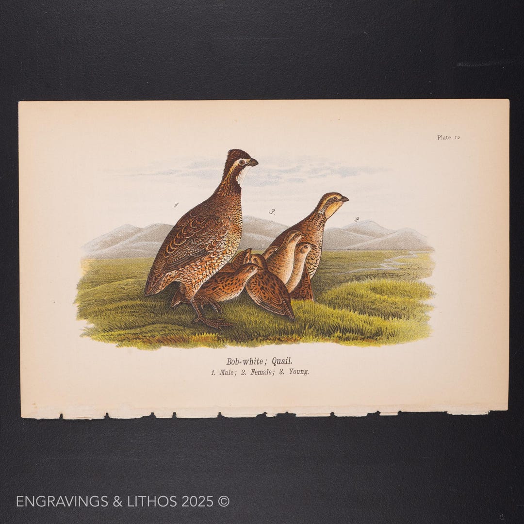 BOB-WHITE and QUAIL - Original Color Lithography From Report on the ...