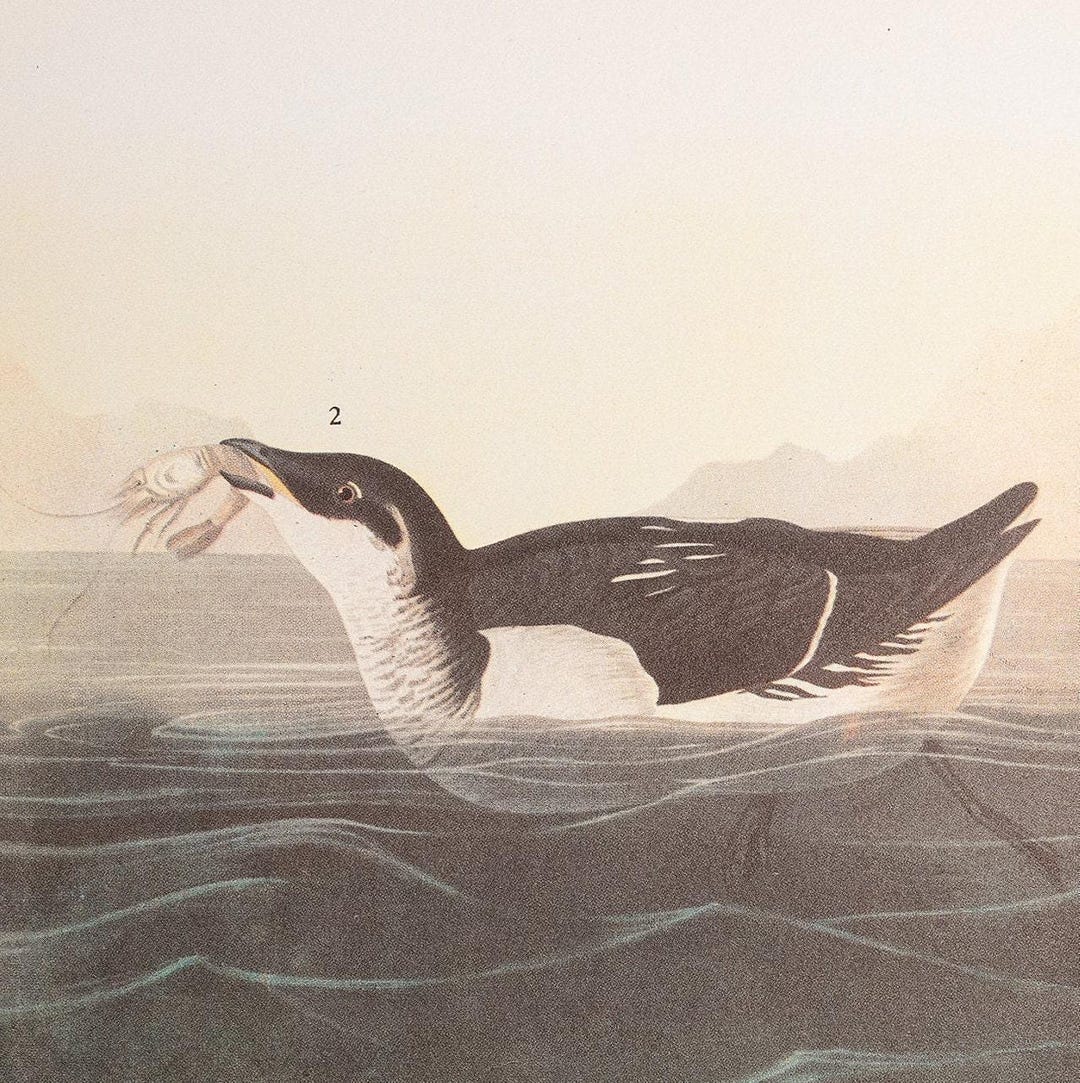 1937 - Dovekie and Storm Petrel – Vintage Audubon Bird Print - Etsy