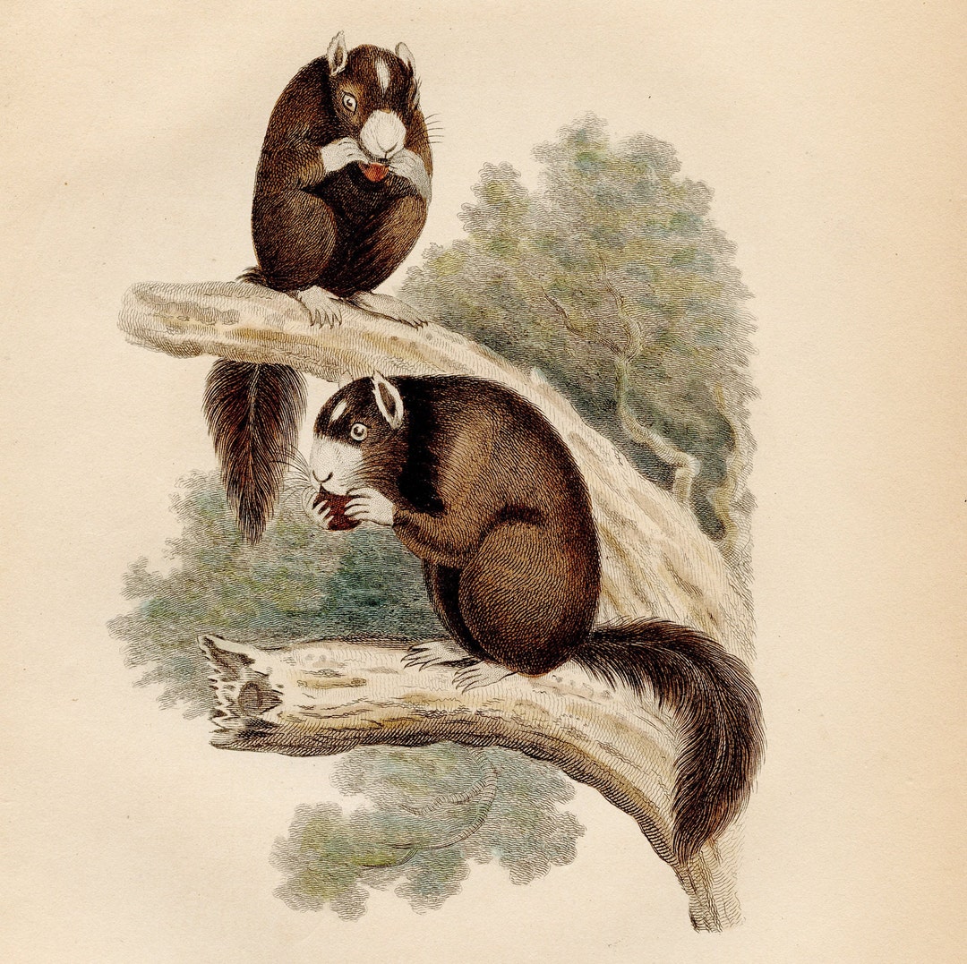 Masked Squirrel Original Engraving From a Nature French Book of Mammals ...