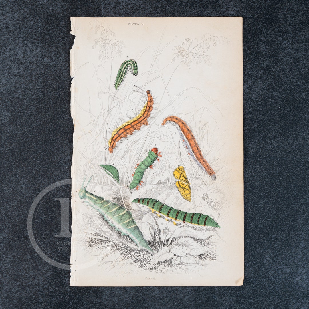 Insects: Larvae of British Butterflies Rare Original From the Naturalis ...