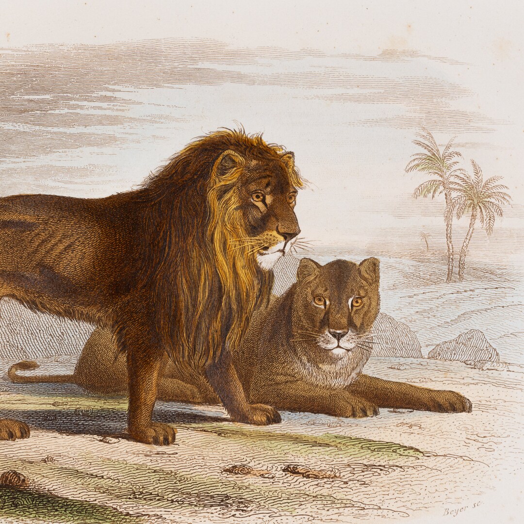 The Lion and the Lioness / Hand-colored Plate From "ouvres Complete De ...