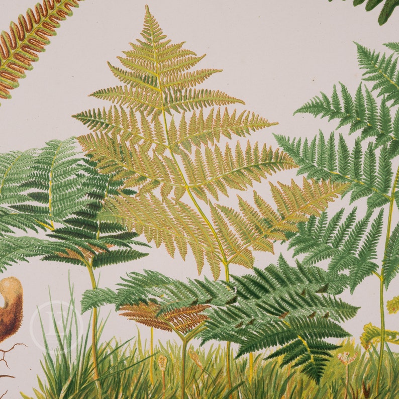 EAGLE FERN - Antique Original Chromolithography Plate of Ferns by ...