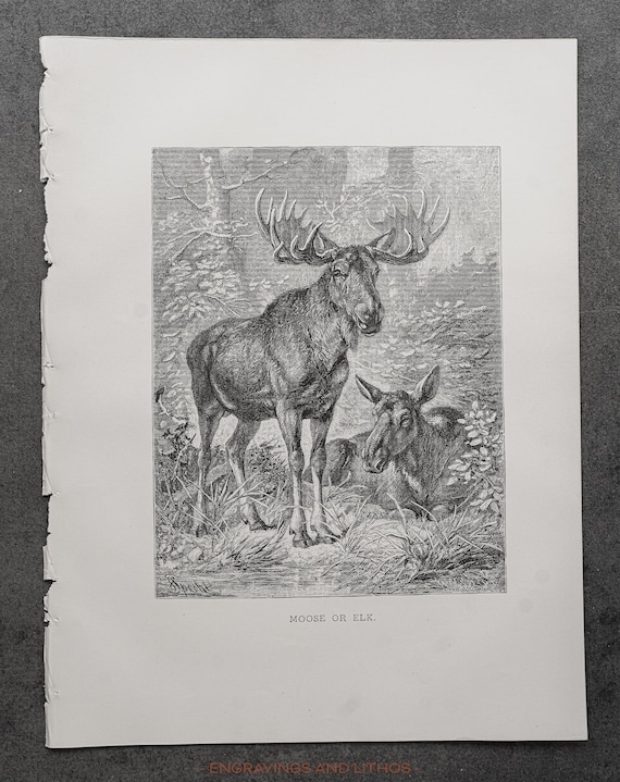 Moose or Elk Original Lithography Out of animate - Etsy