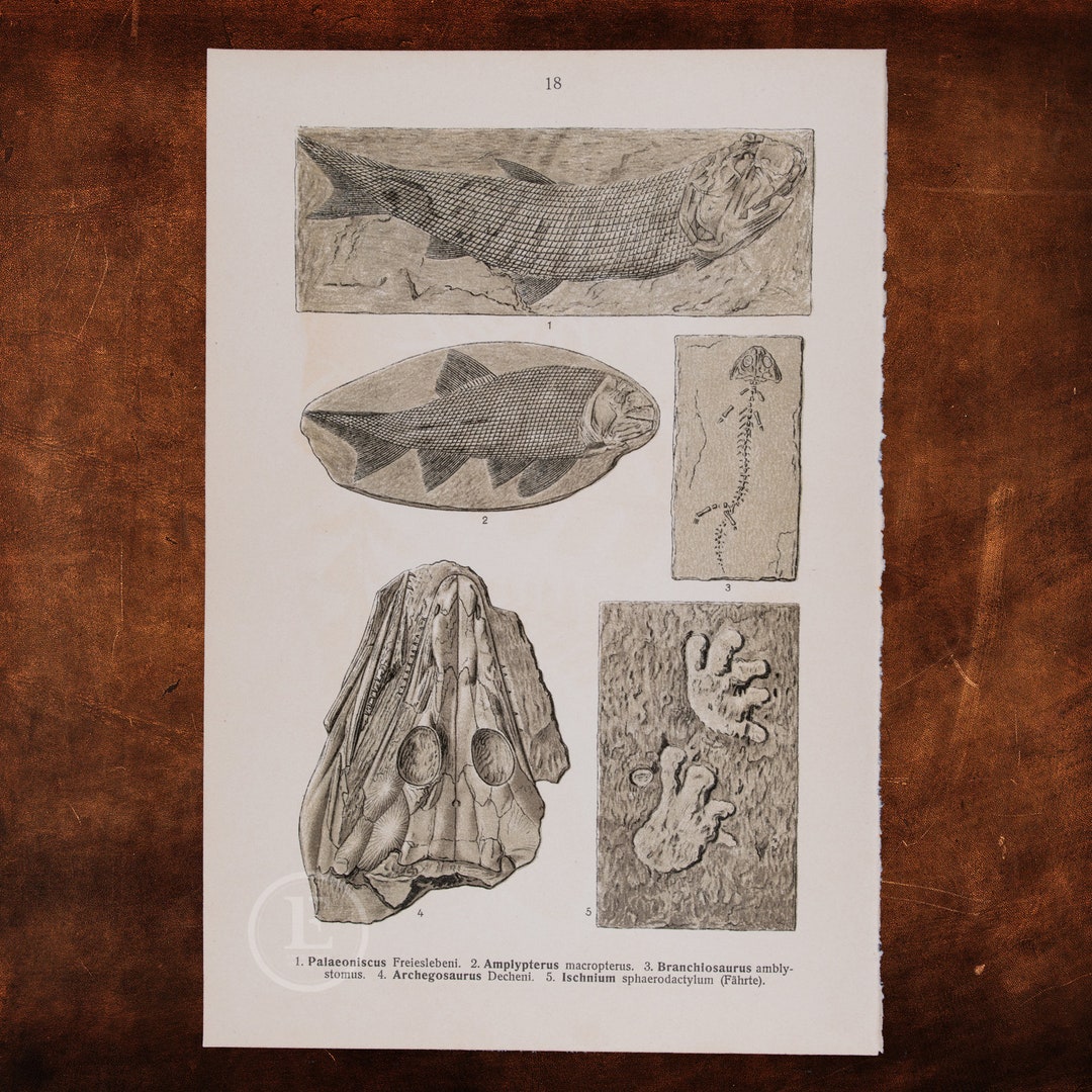 ANCIENT FISH and AMPHIBIANS - Original Lithography of Fossils Ca 1910 ...