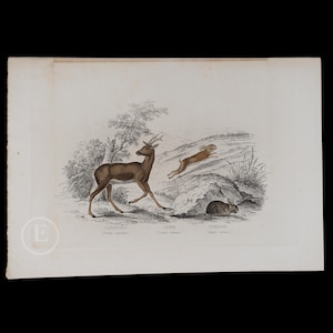 1879 Roe DEER, HARE and RABBIT - Hand-colored Steel Engraving From ...