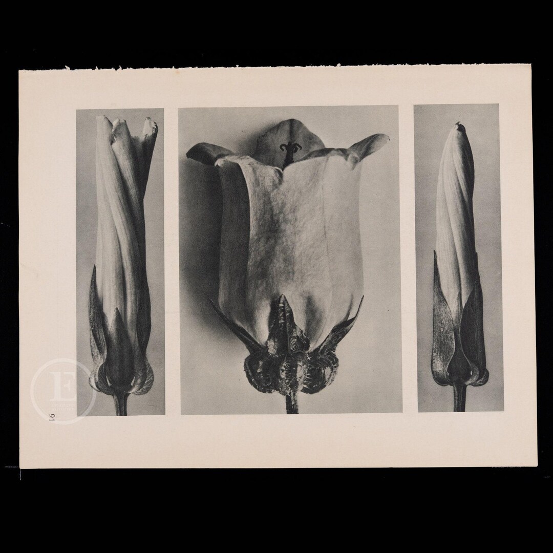 1935 - Hedge Bindweed - Canterbury- Highbush Blueberry – Karl ...