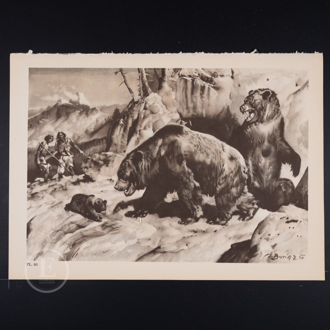 Cave Bear From the Pleistocene Era - Original Vintage Lithograph Print ...