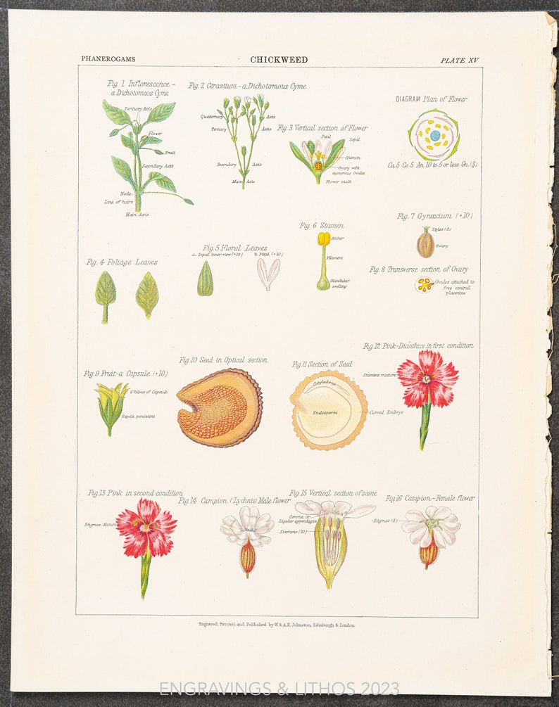 Chickweed - Original Print Out of the Botanical Atlas by D M'alpine ...