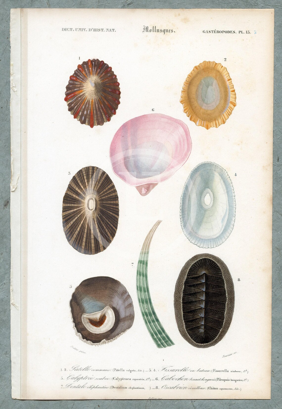 1849 - Different Types of Mollusk: Conchs, Abalone, Shells – D’orbigny ...