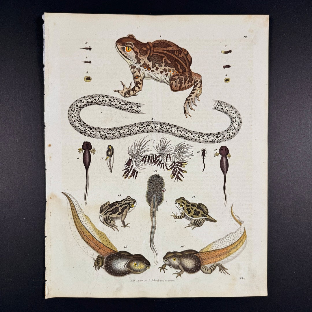 Frogs and Tadpoles in the Various Stages of Their Development Extremely ...