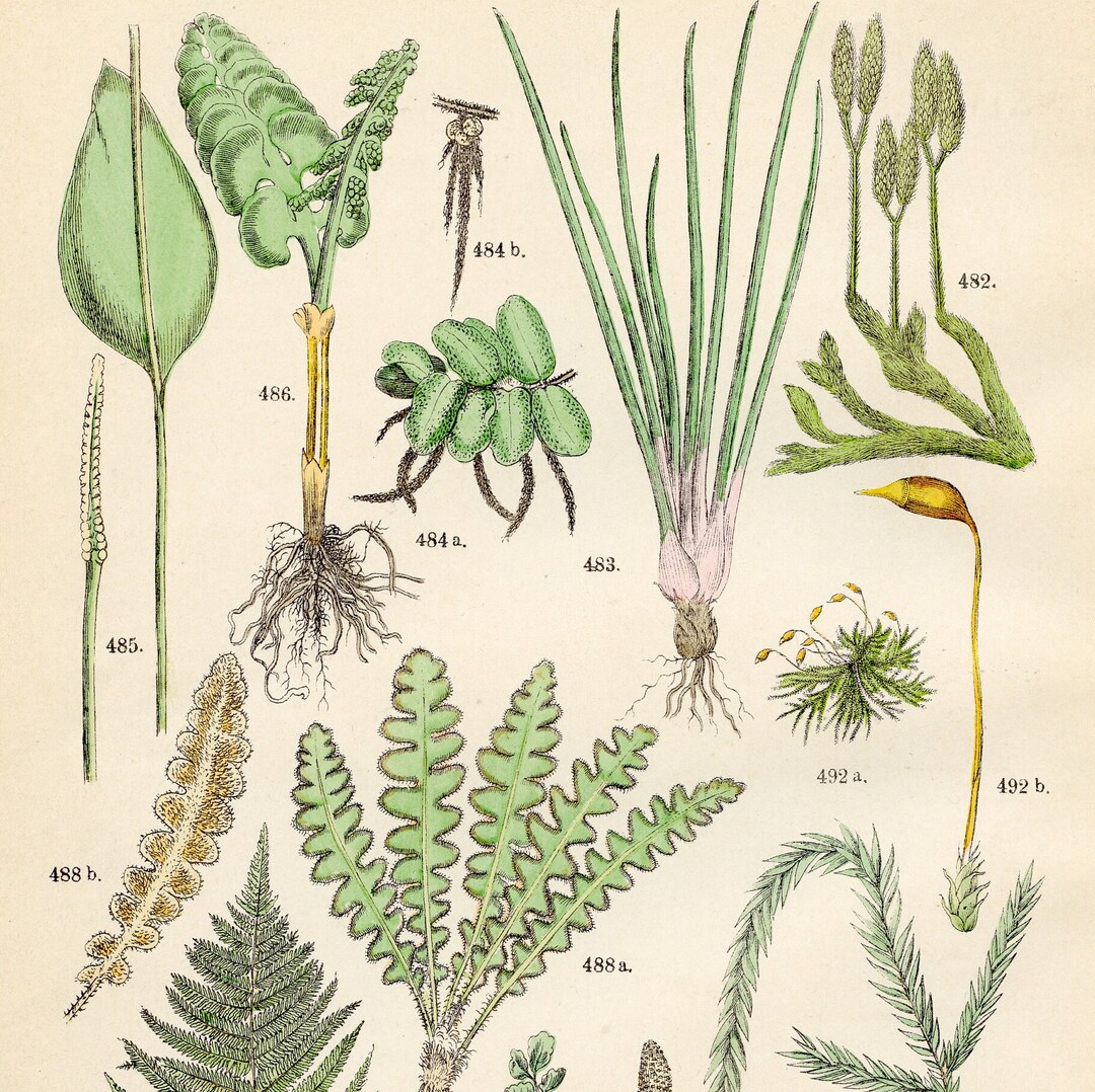 Lake Quillwort, Water-moss, Adder, Moonwort, Horsetail, Rustyback ...