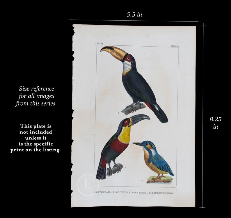 1829 - KLIPSPRINGER and CAPE BUSHBOCK – Hand-colored Steel Engraving ...