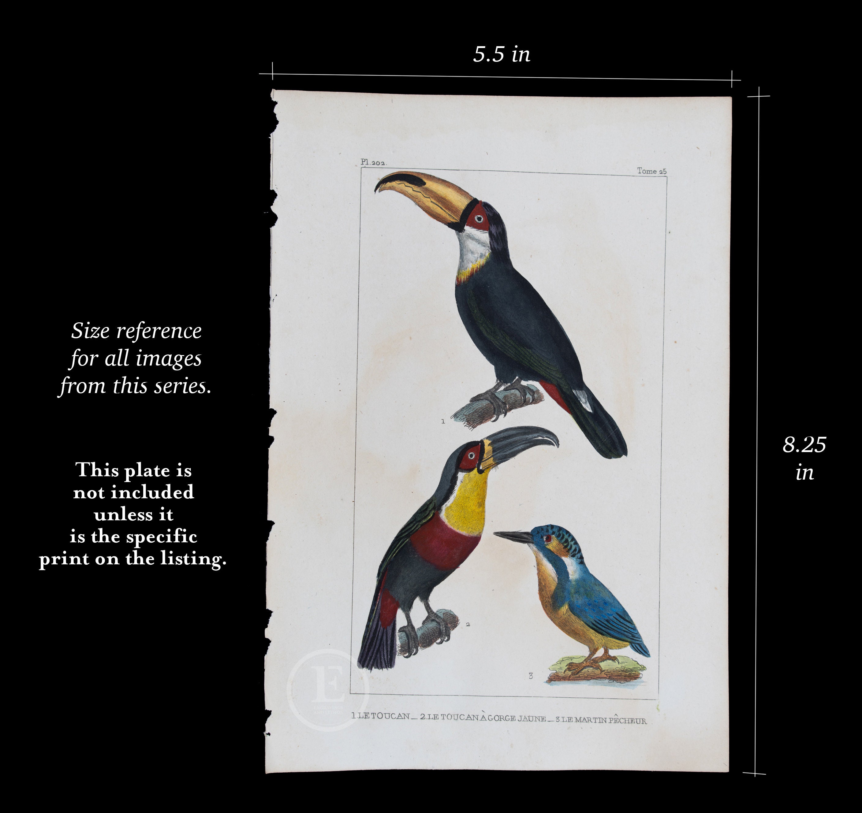 1829 - Chestnut-bellied Bird, Great Northern Diver and Horned Grebe ...