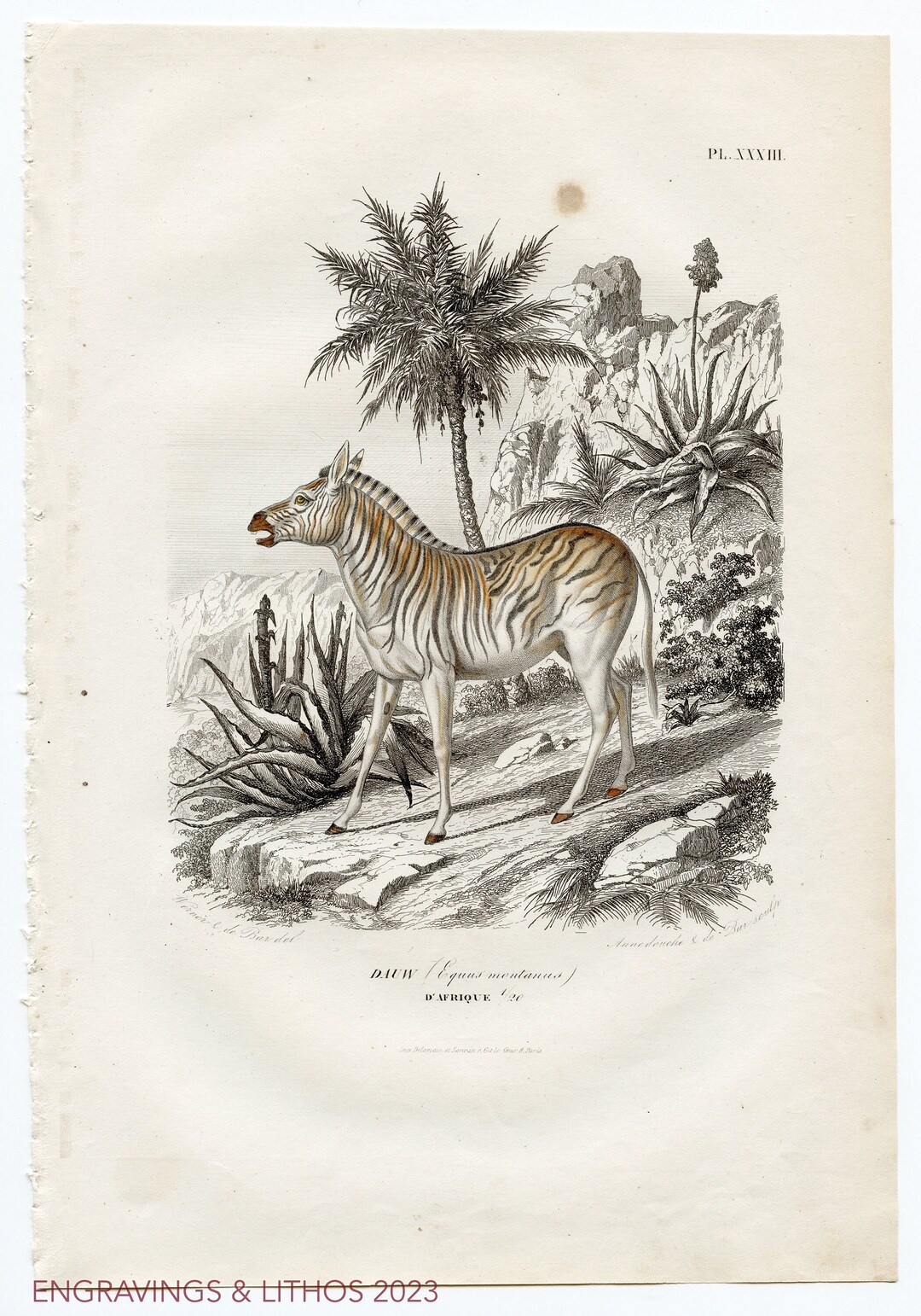 1855 Dauw Mountain Zebra - Original Hand-colored Lithograph From Paul ...