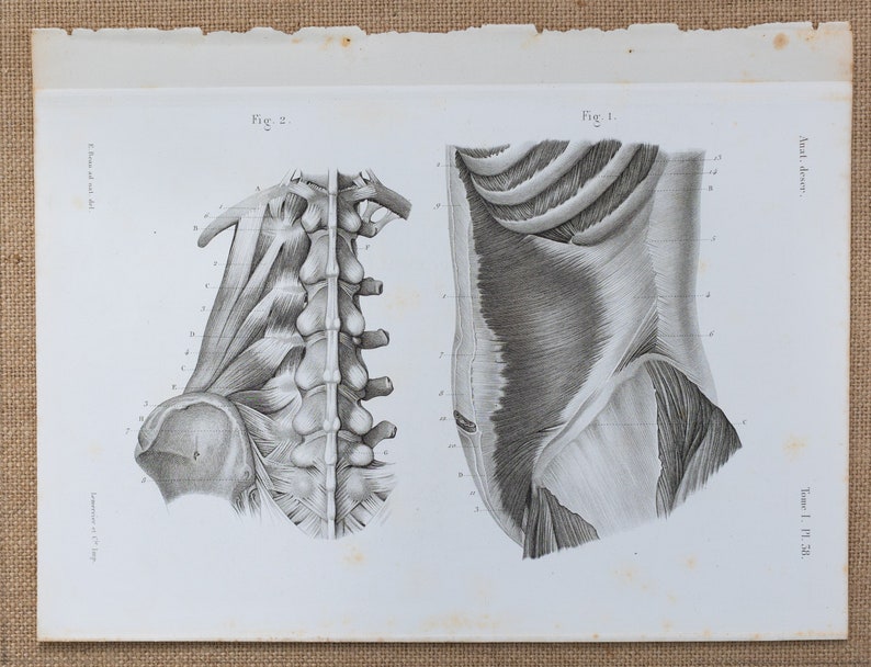 Transverse Abdominal Muscles RARE ORIGINAL PRINT From Atlas - Etsy