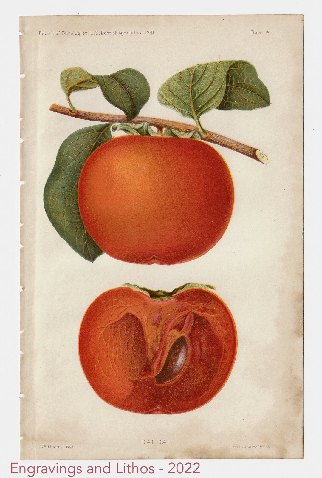 Dai Dai - ORIGINAL PRINT Out of the Book "report of the Secretary of ...
