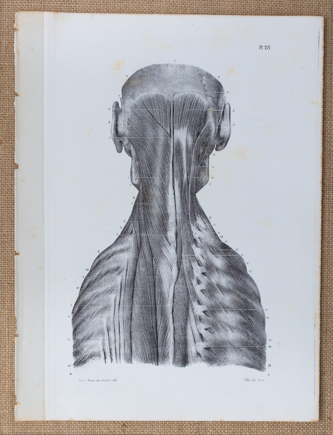 Posterior Trunk Muscle - Third Layer - RARE ORIGINAL PRINT From Atlas D ...