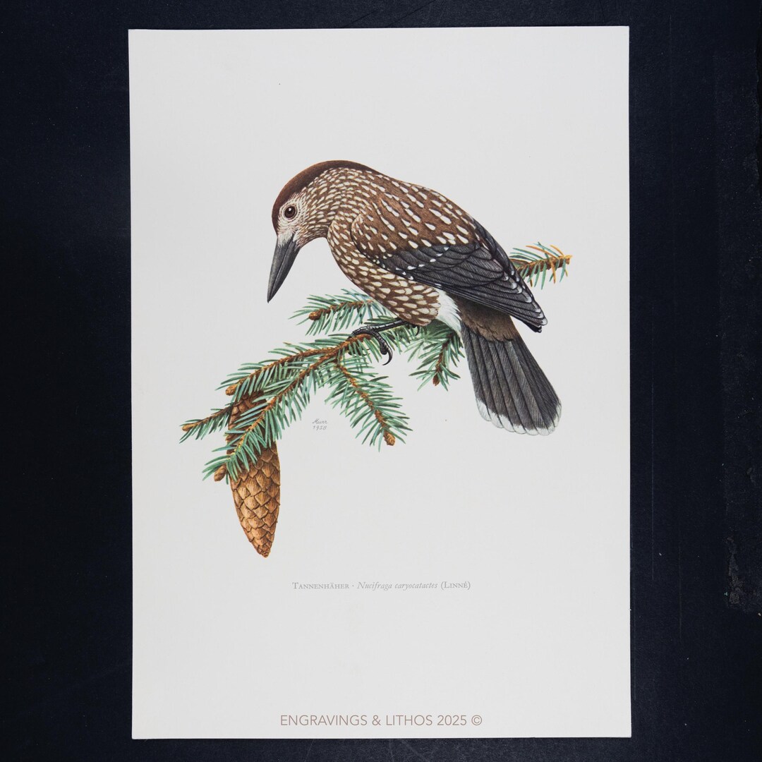 1956 NORTHERN NUTCRACKER (nucifraga Caryocatactes) – Vintage European ...