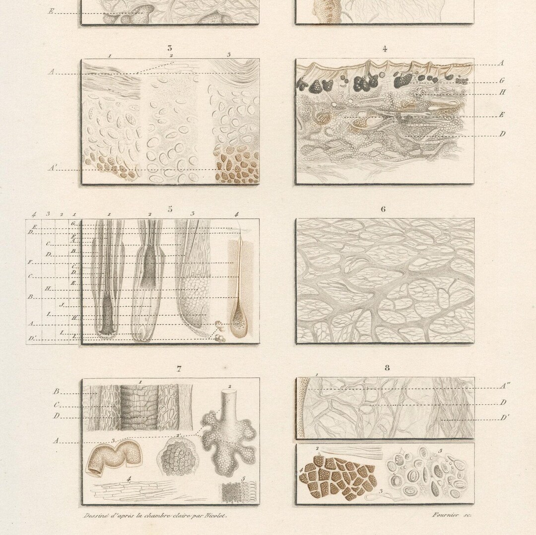 1849 - Hand Drawing of Human Skin Structure – D’orbigny Natural History ...