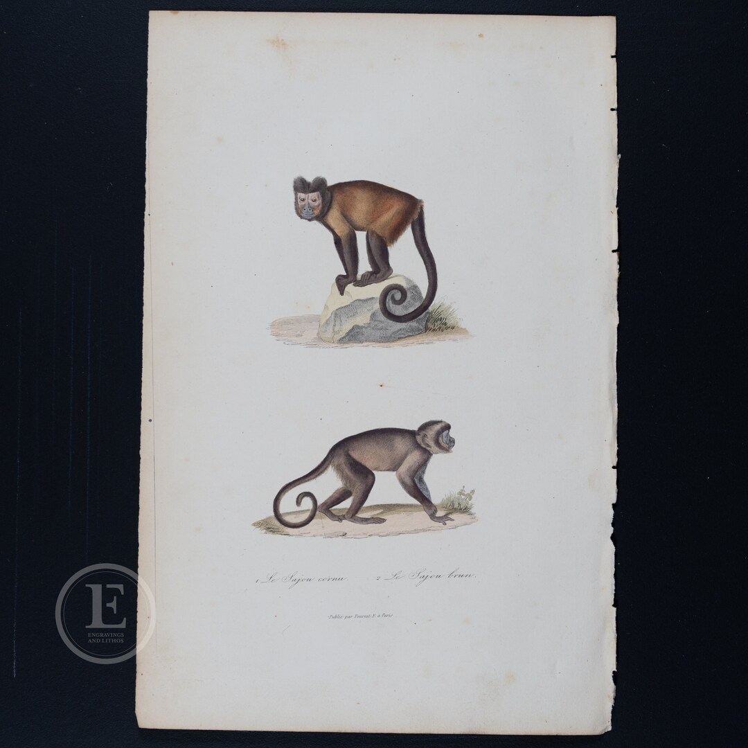 1837 HORNED and TUFTED CAPUCHINS / Authentic Steel Engraving From ...