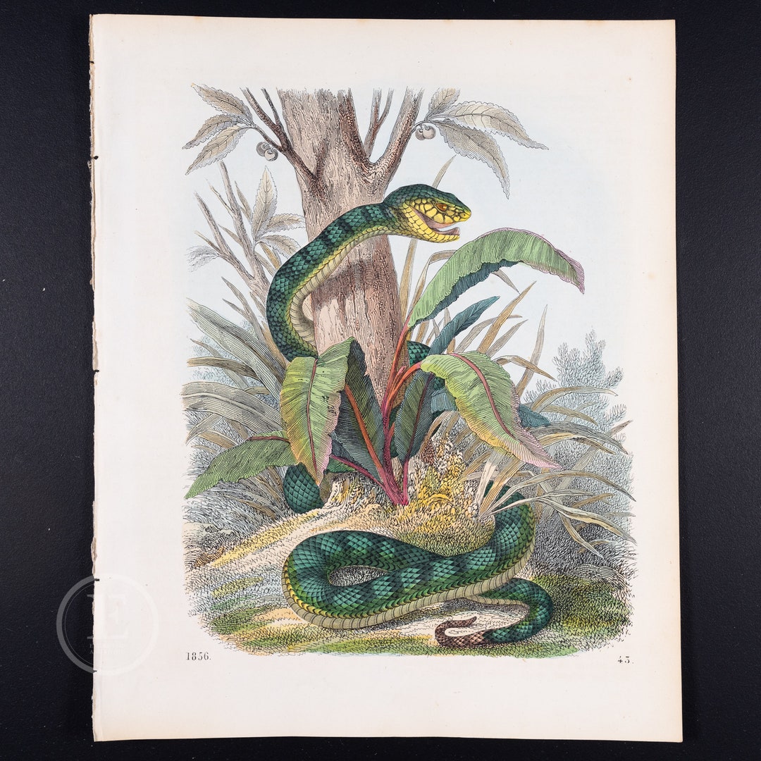 1856 Boa Constrictor - Very Rare Plate From "book of the World" - Hand ...