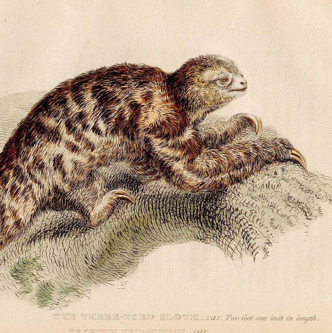 Three-toed Sloth, Var. - Original Engraving From a Nature French Book ...