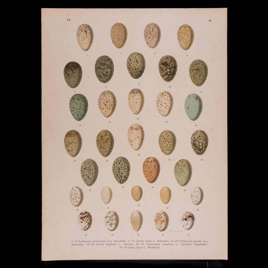 1897 - Eggs: Chough, Raven, Accentor, Hoopoe, Rook and Nightjar ...