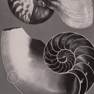 Shell of the Chambered Nautilus External View and Cross Section to Show ...