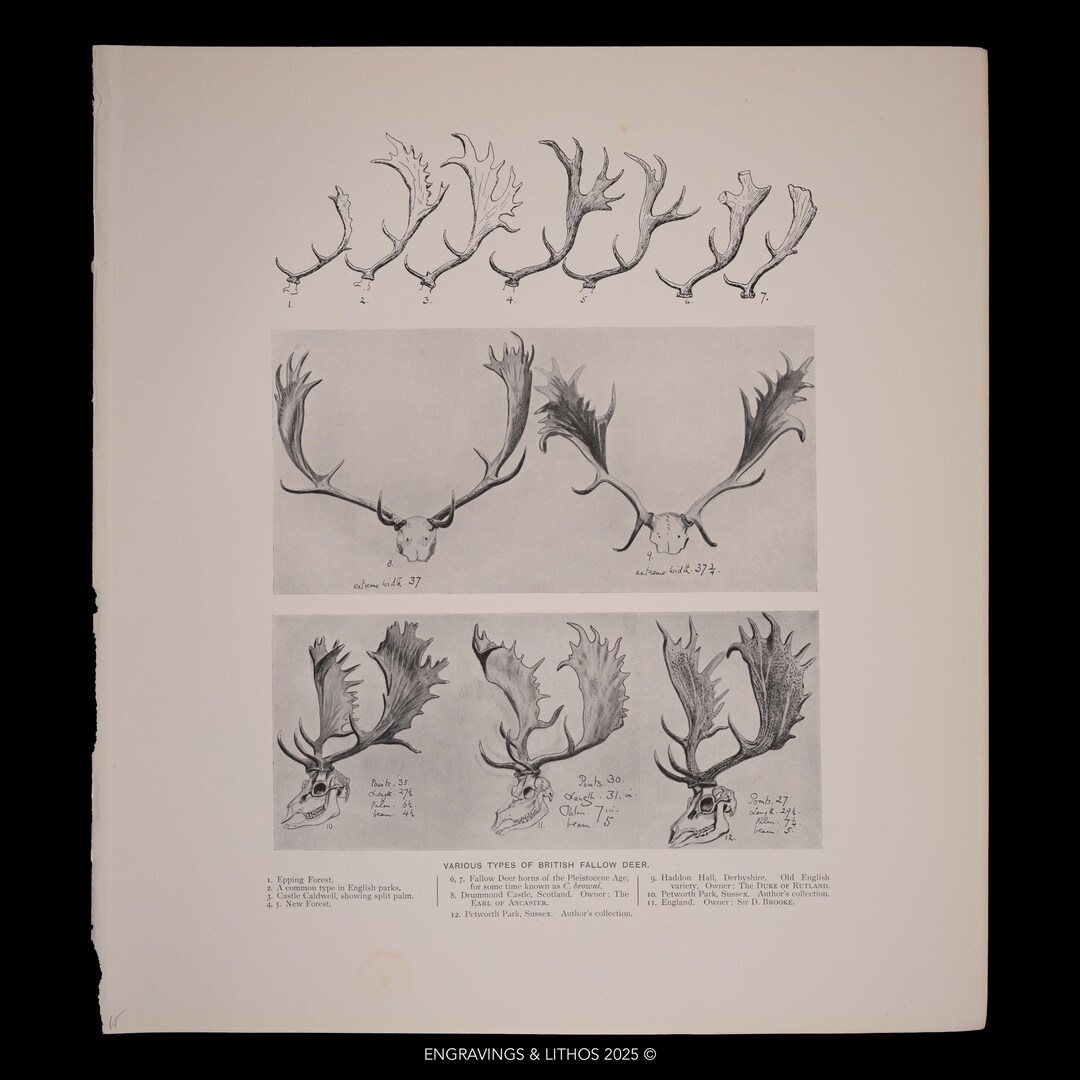 Various Types of British Fallow Deer / "the Mammals of Great Britain ...