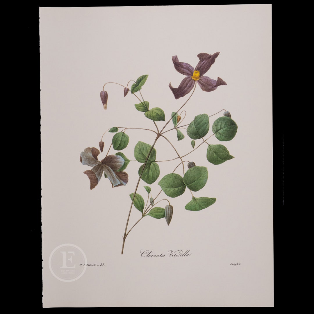 ITALIAN LEATHER FLOWER Vintage Offset Print the Most Beautiful Flowers ...