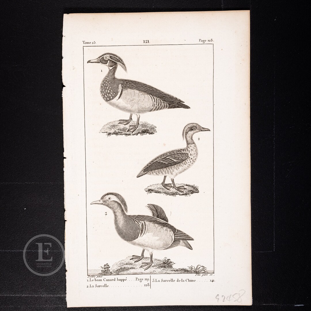 Birds: Crested Duck, Teal and Chinese Teal - Original Rare Print From ...
